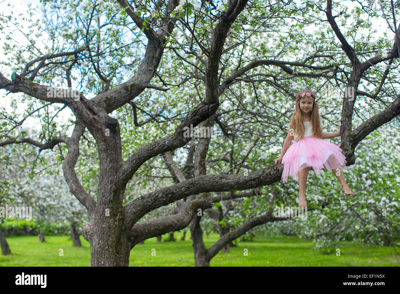Little adorable girl sitting on blossoming apple tree Stock Photo - Alamy
