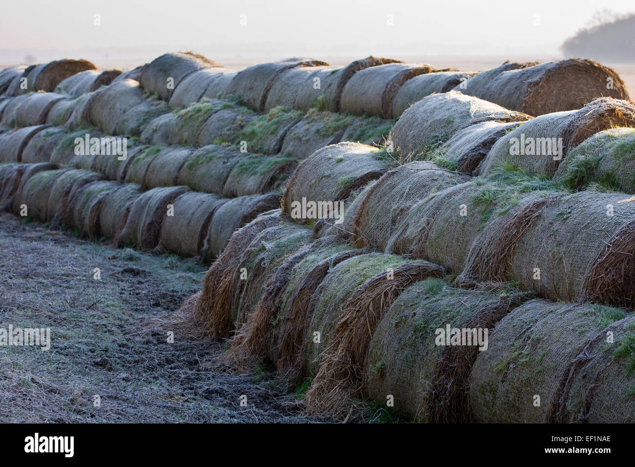 Round bails hi-res stock photography and images - Alamy
