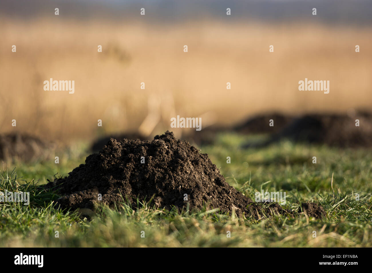 Mole hill hi-res stock photography and images - Alamy
