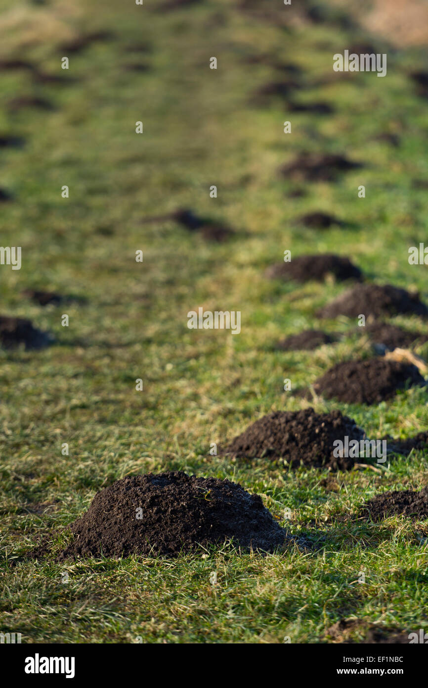 Grass on bank hi-res stock photography and images - Alamy