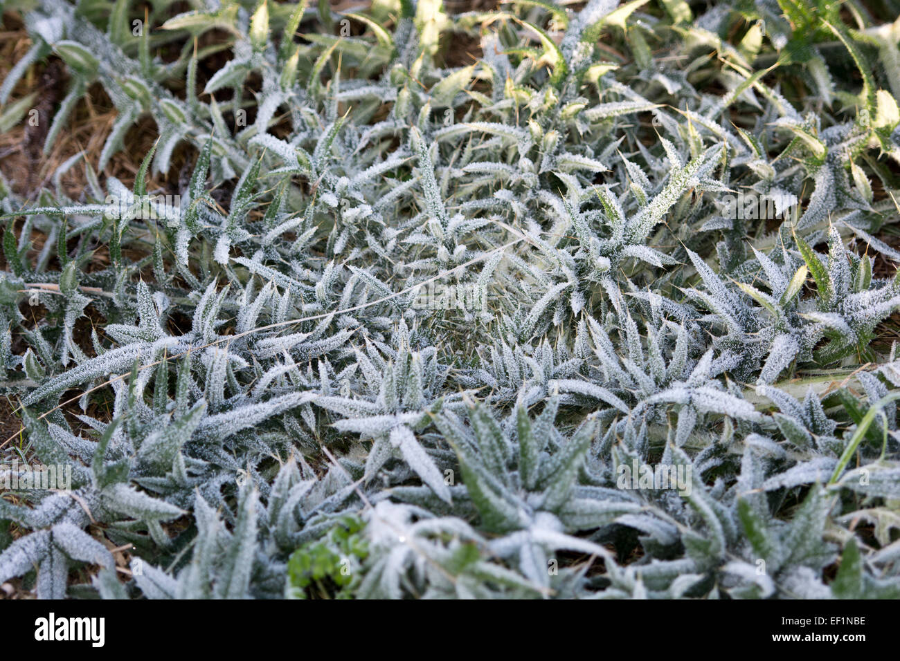 weed in frost Stock Photo - Alamy