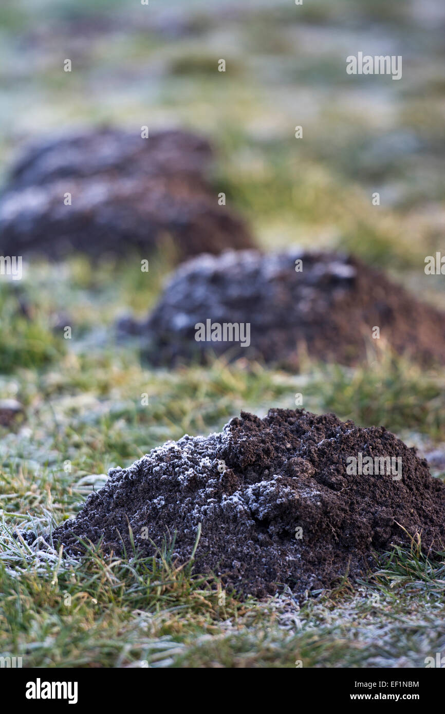 Mole hill hills on grass bank molehill molehills Stock Photo - Alamy