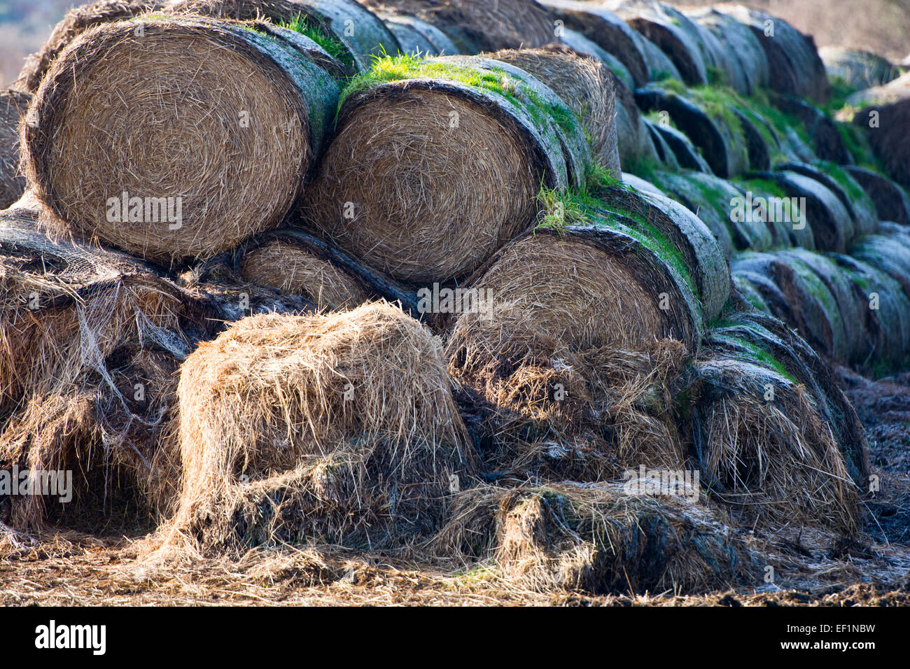 Round bails hi-res stock photography and images - Alamy