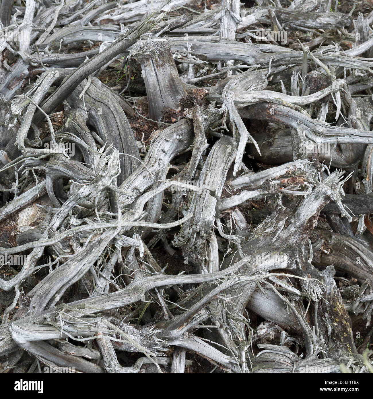 Arid roots hi-res stock photography and images - Alamy