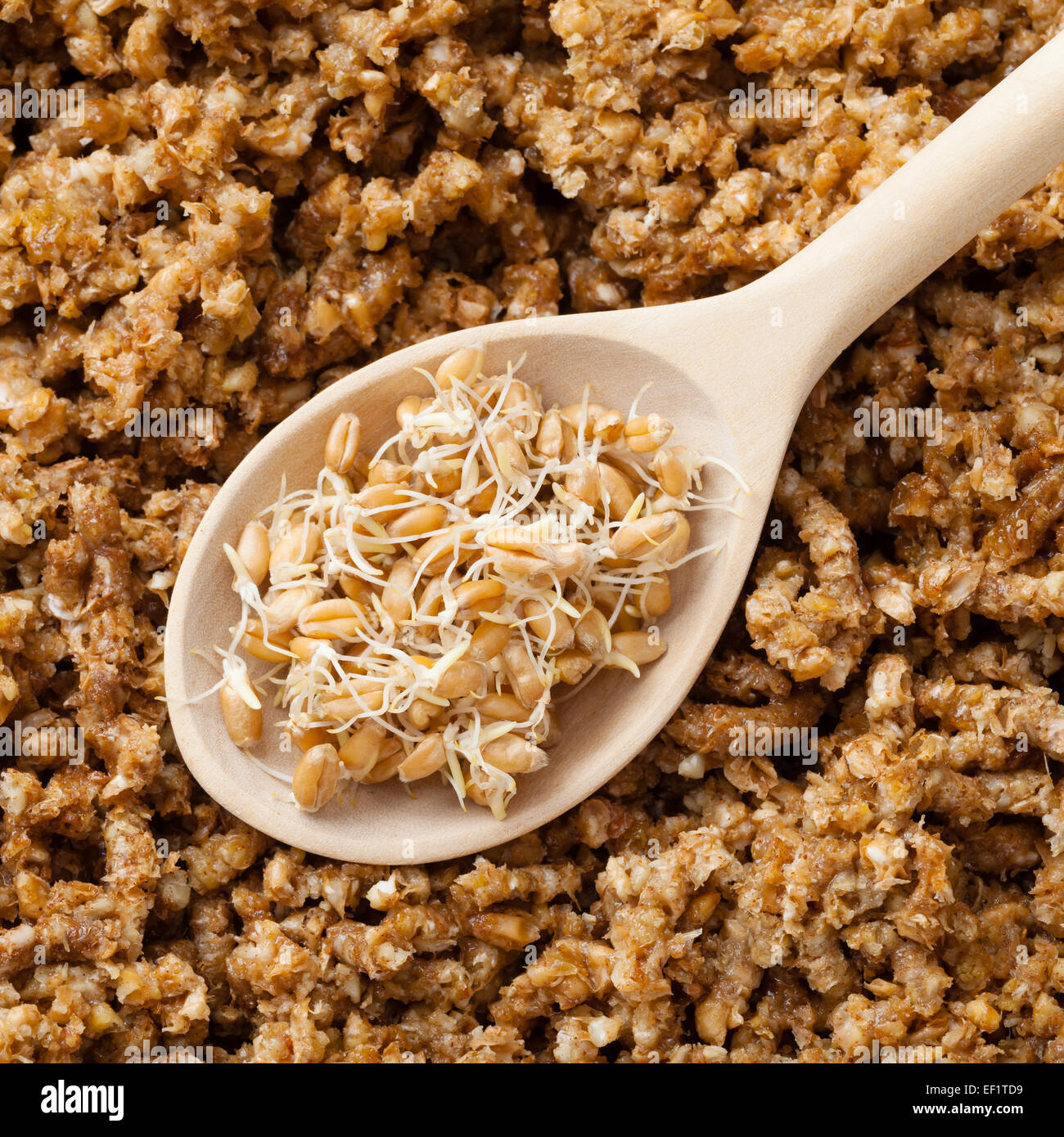 wheat sprouts in wooden spoon and ground sprouted grains background ...