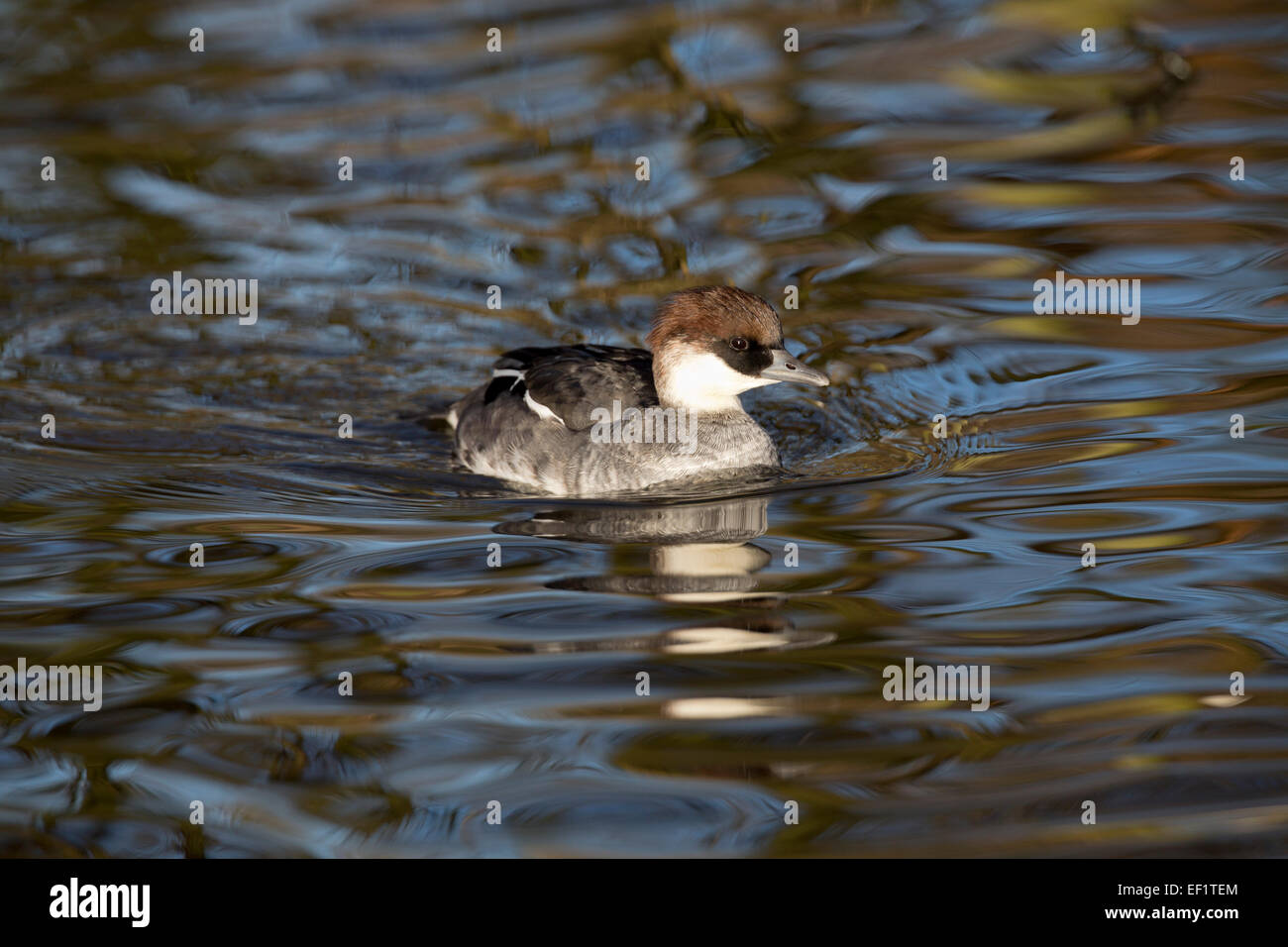 Smew; Mergus albellus; Female; Winter; UK Stock Photo - Alamy