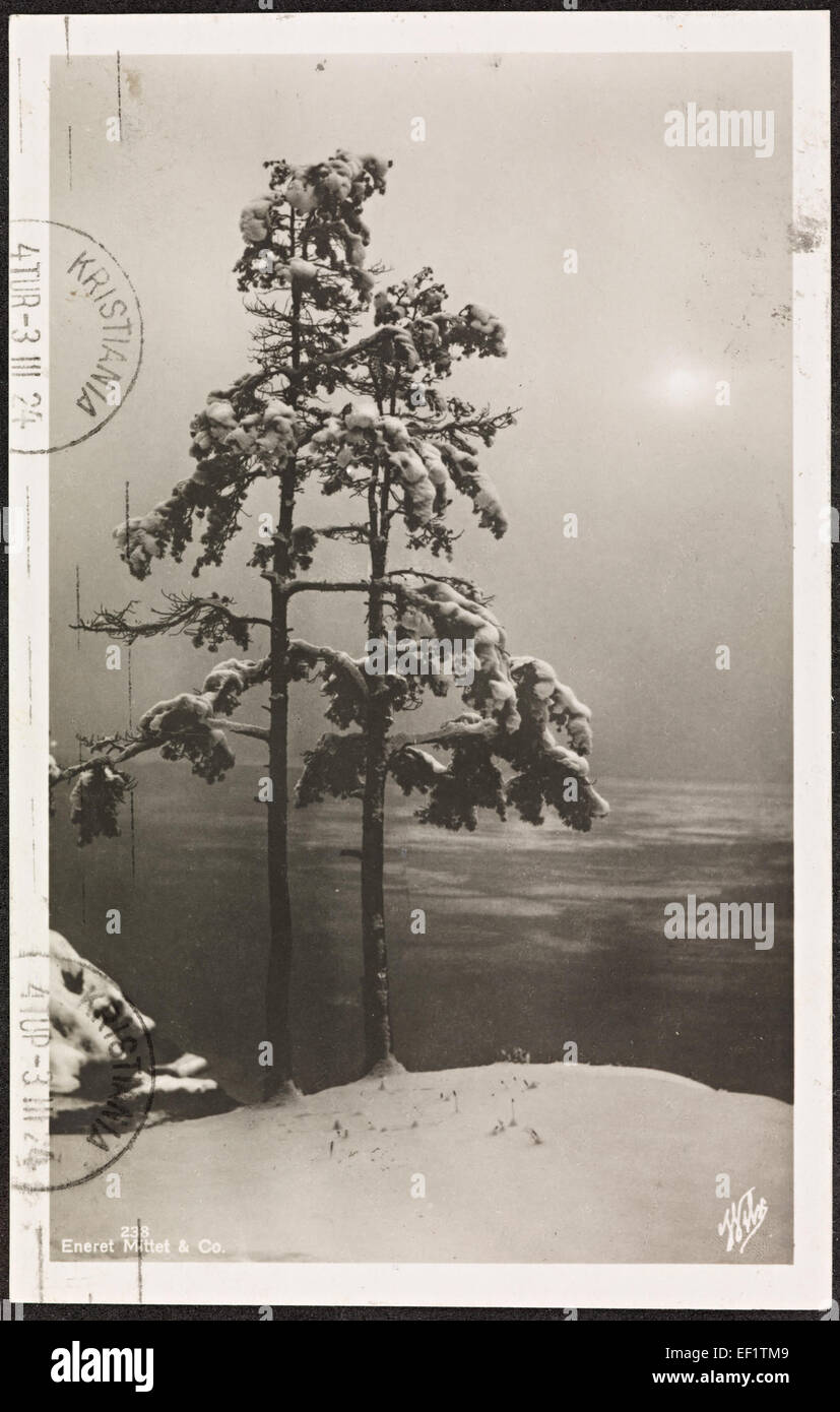 This photograph by Anders Beer Wilse, titled 'Furu p. Bygd,y,' features ...