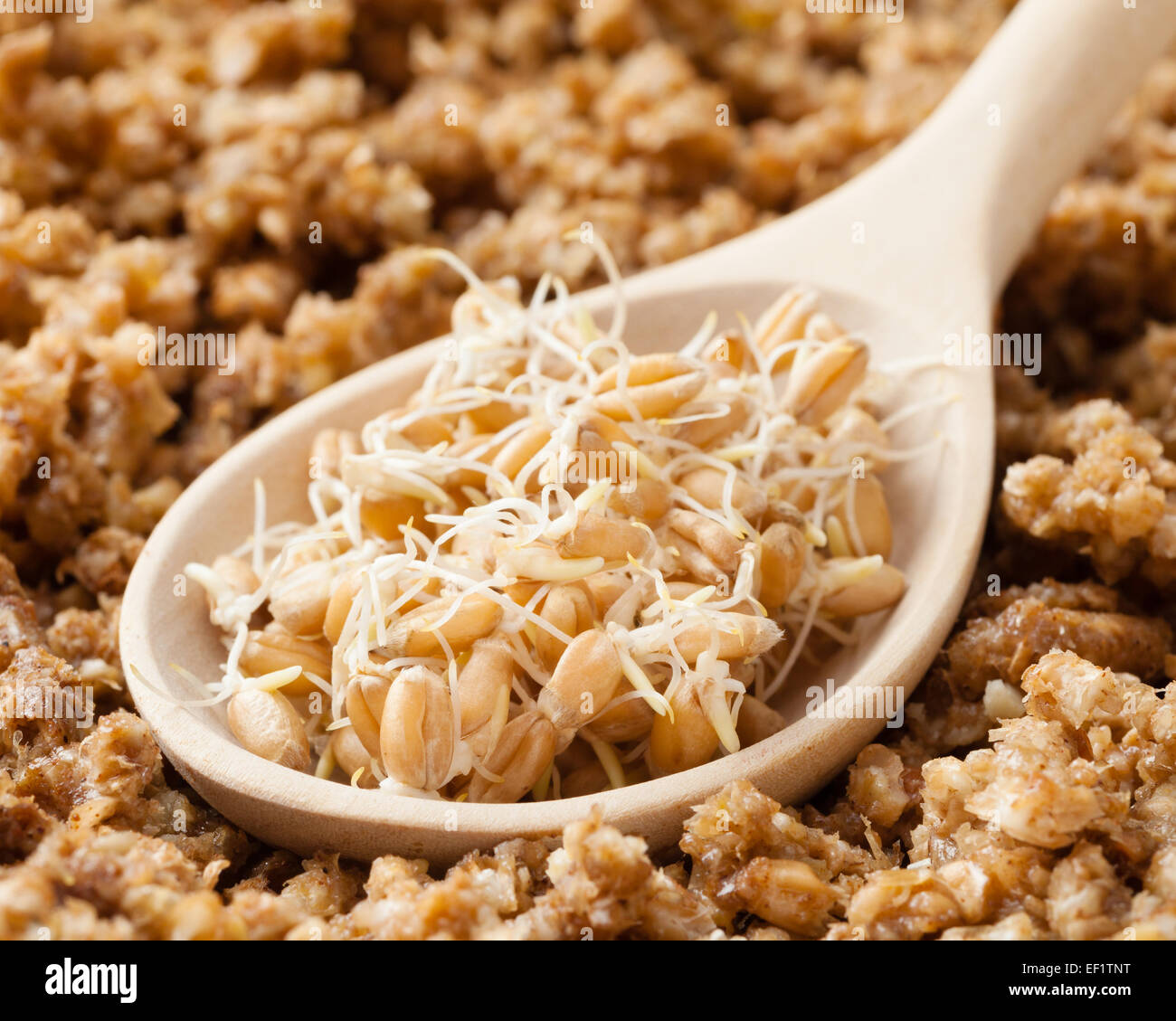 wooden spoon with wheat sprouts and ground sprouted grains background ...