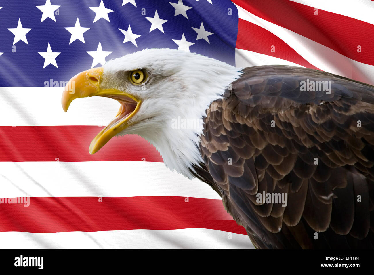 a beautiful bald eagle with a background of a usa flag Stock Photo - Alamy