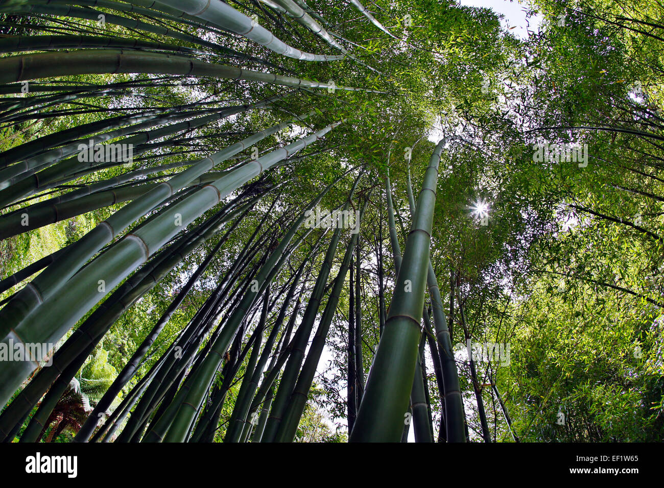 Bamboo Stems Trebah Garden Cornwall; UK Stock Photo - Alamy