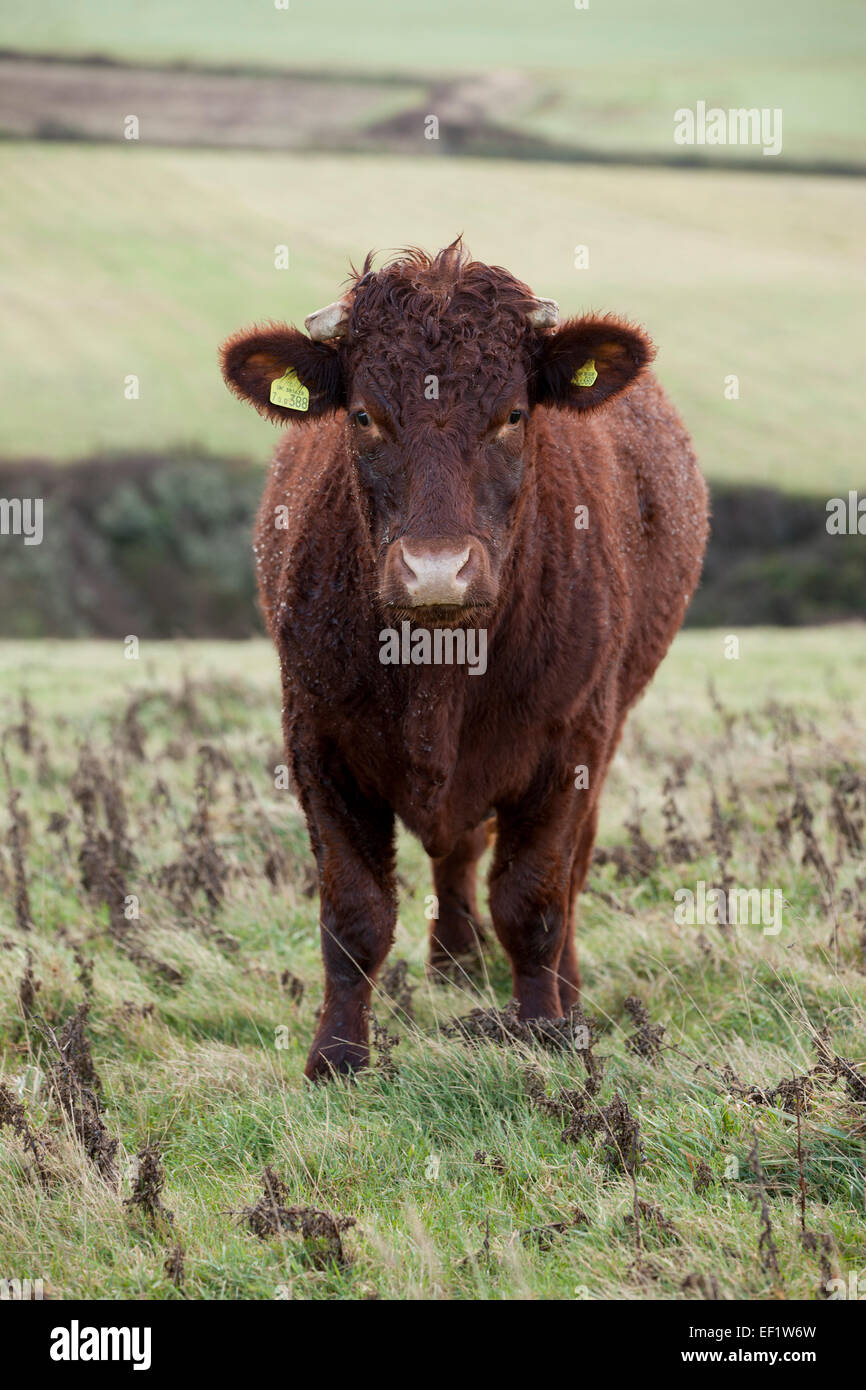 Ruby Red Devon Cow Tregirls Farm Cornwall; UK Stock Photo - Alamy