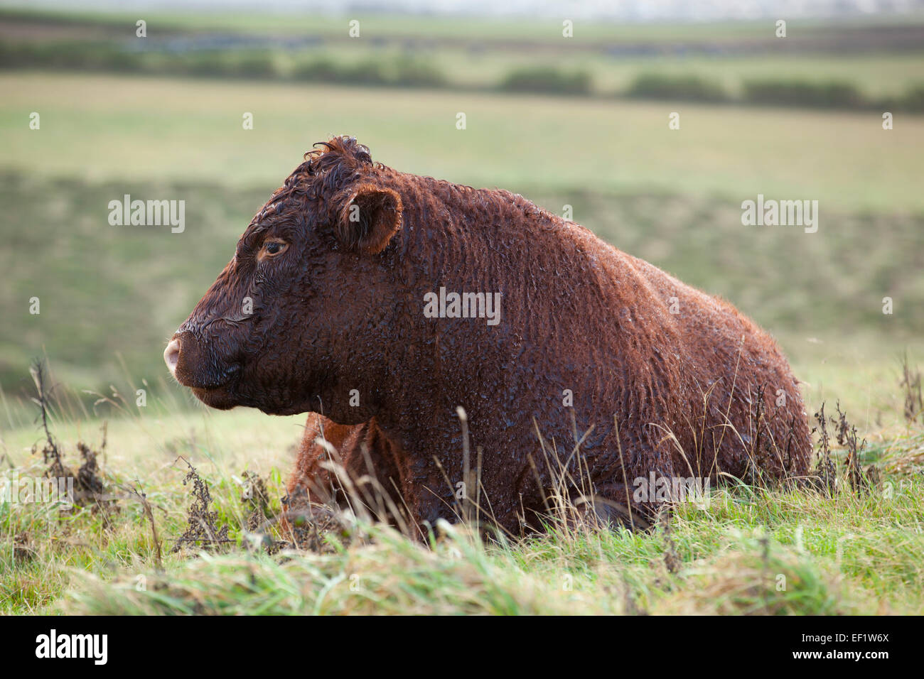 Ruby Red Devon Cow Tregirls Farm Cornwall; UK Stock Photo - Alamy