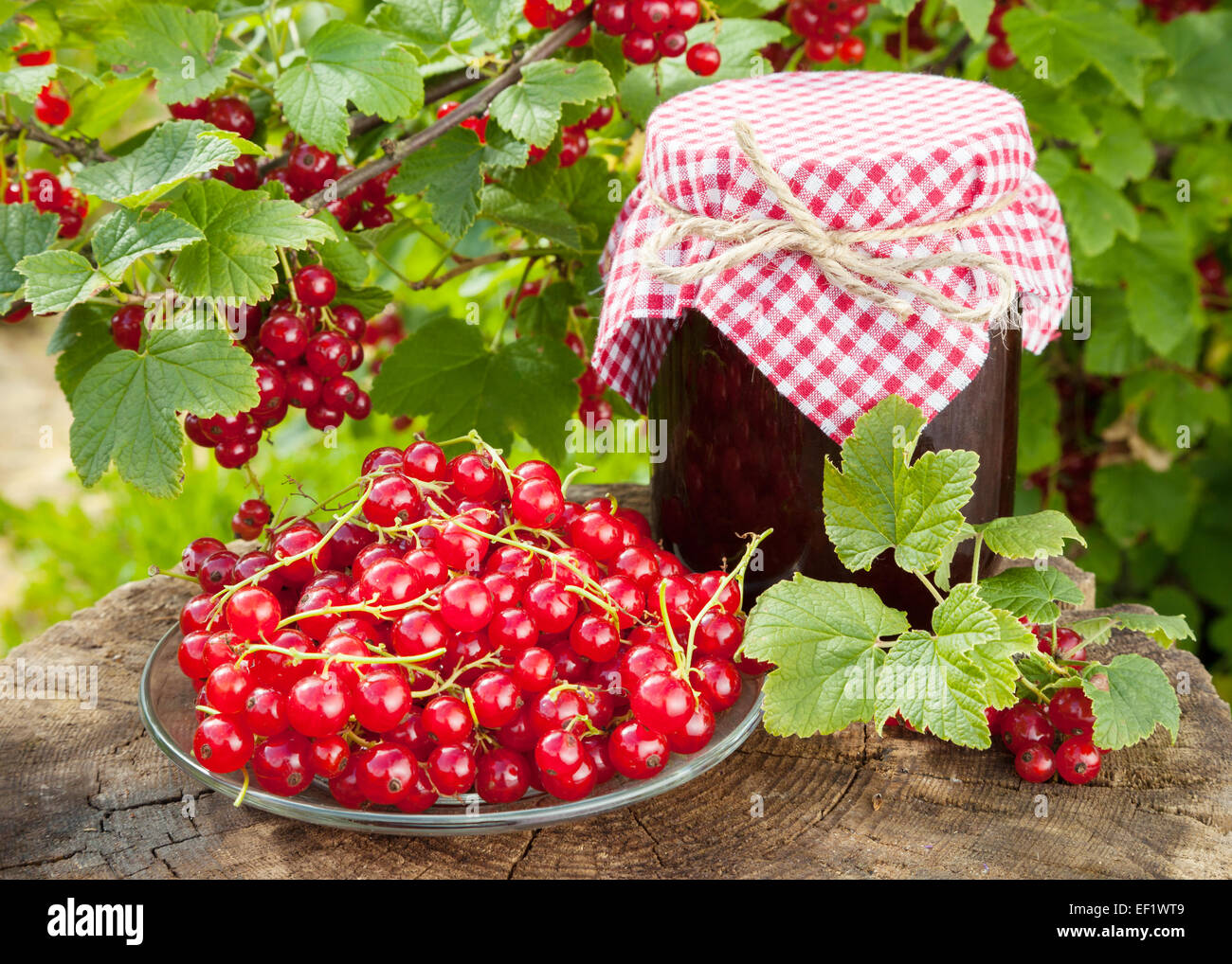 Currants growing pot hi-res stock photography and images - Alamy