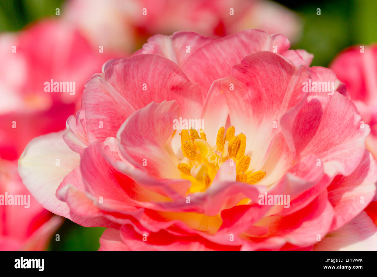 Pink tulip up close hi-res stock photography and images - Alamy