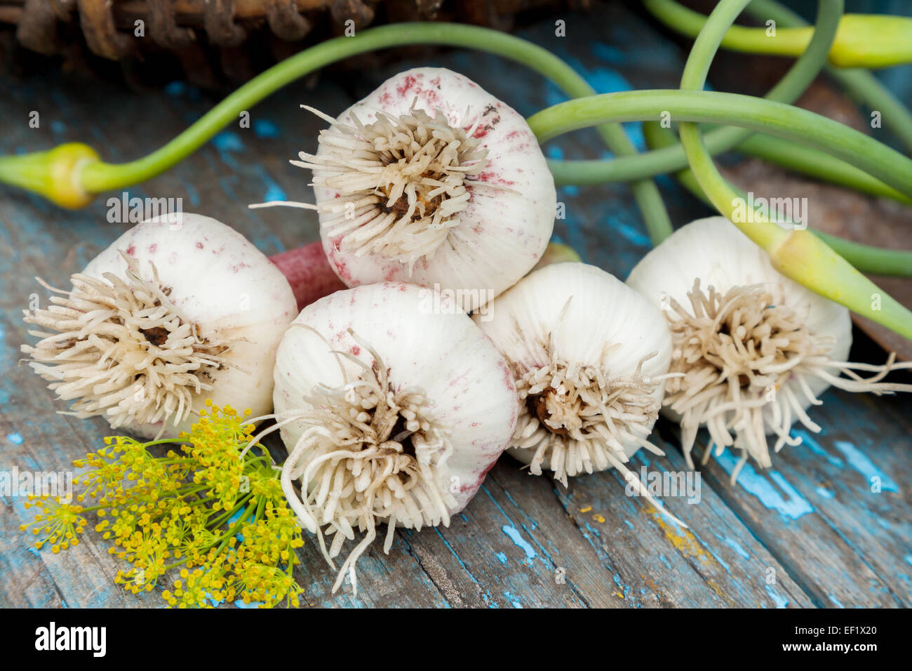 young garlic and dill on wooden board Stock Photo - Alamy