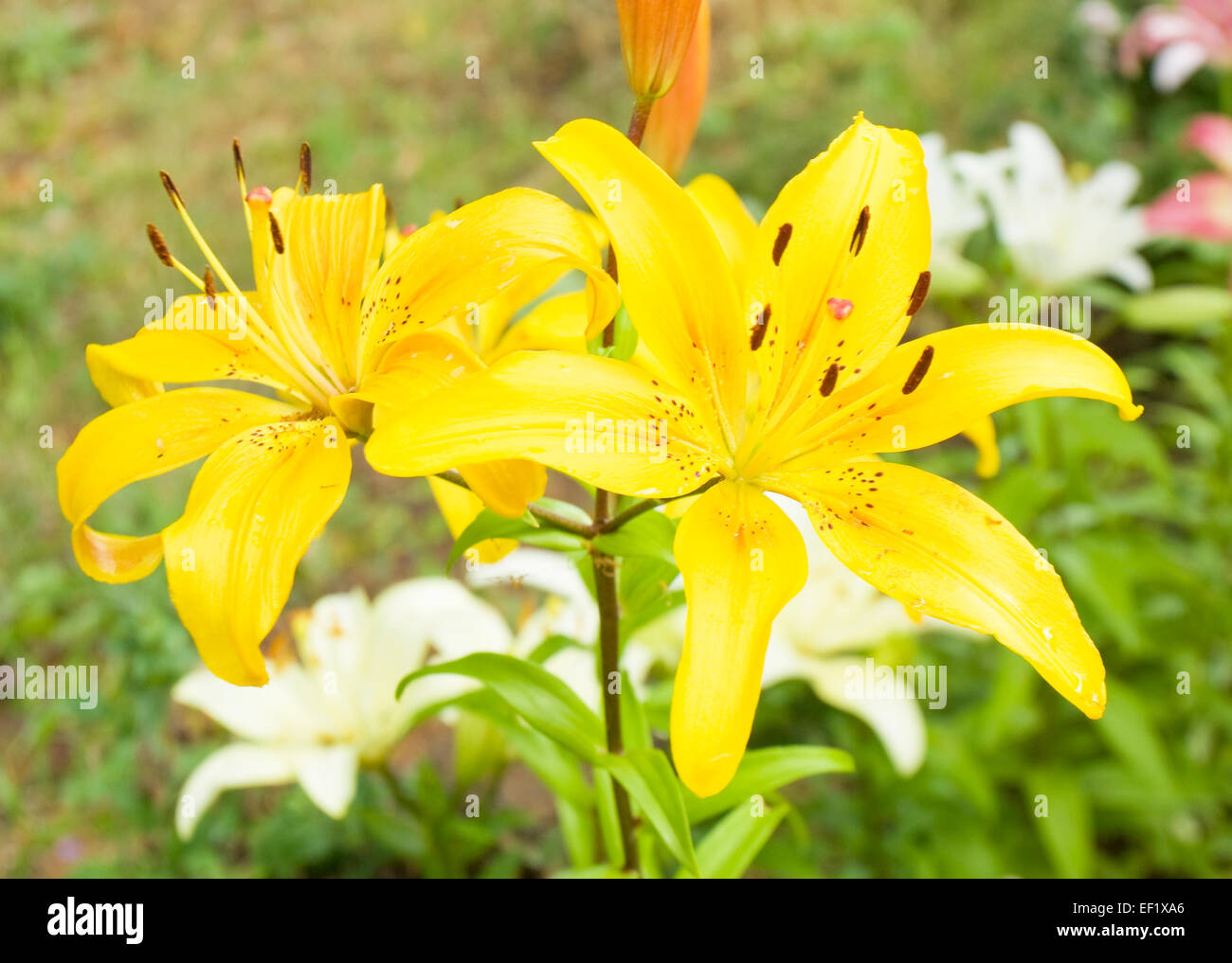 Two big yellow lilies growing in the garden Stock Photo - Alamy