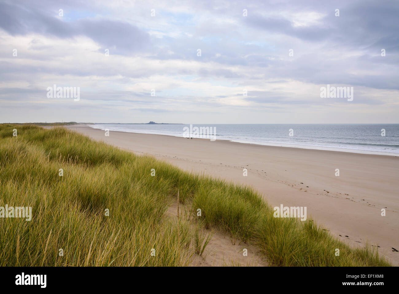 Ross Sands, Northumberland, England Stock Photo - Alamy