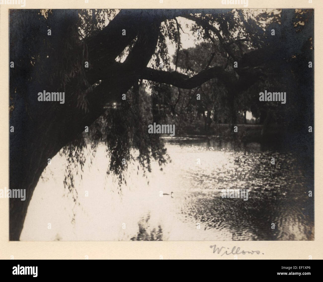 The image titled 'Willows' from the RAHS Osborne Collection shows a serene scene at Centennial ...