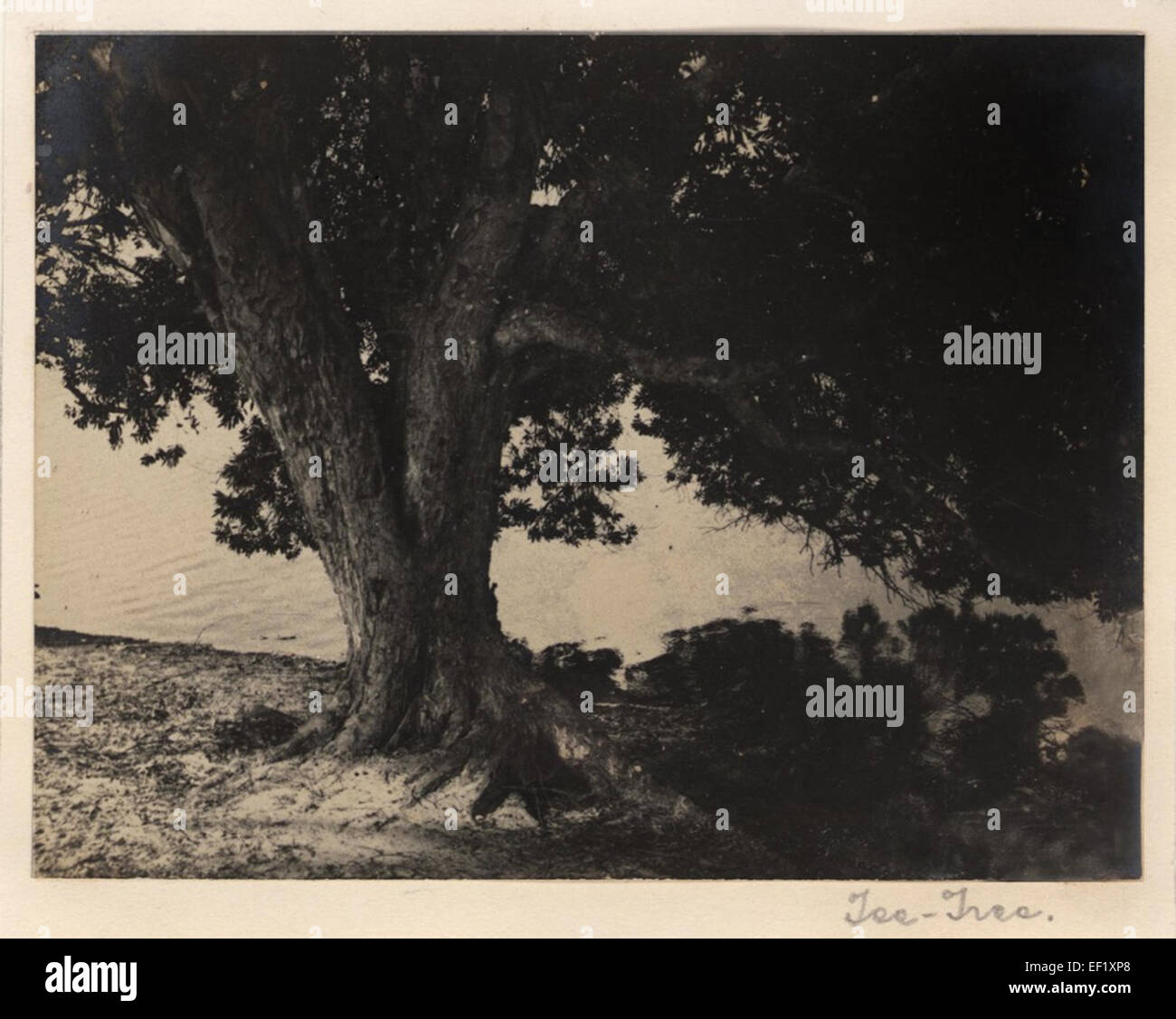 This image showcases the 'Tee-Tree 2,' a significant botanical specimen ...