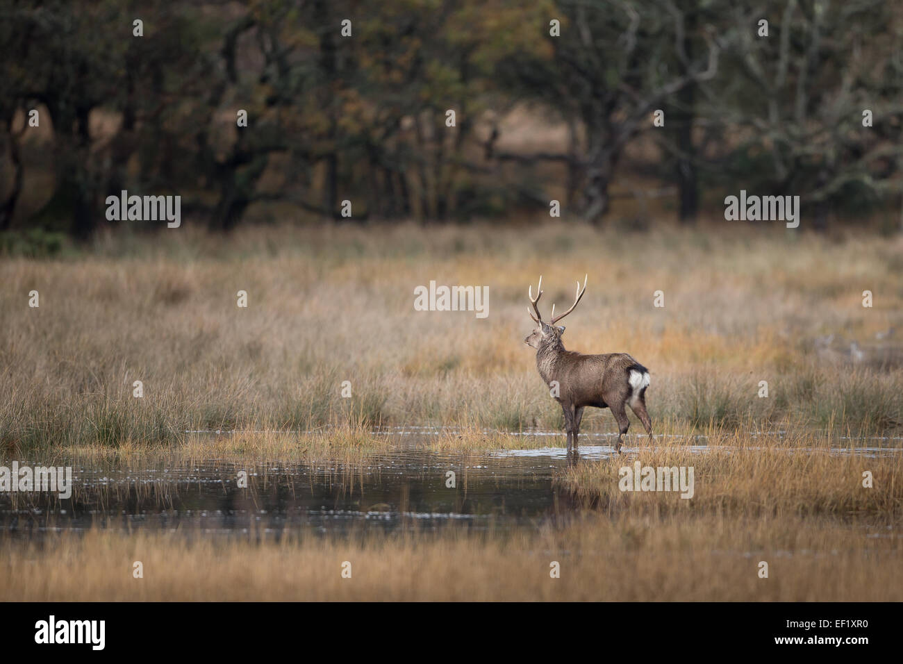 Water stag hi-res stock photography and images - Alamy
