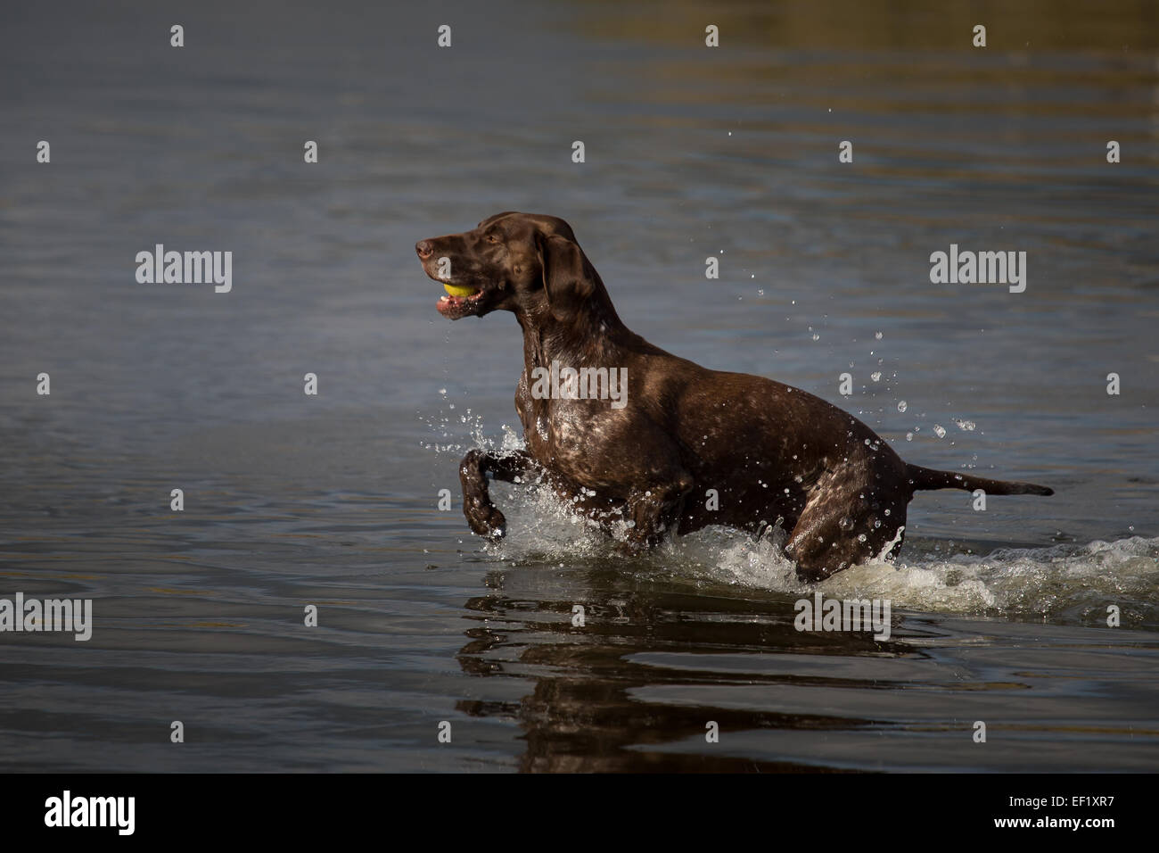 Playful ripples hi-res stock photography and images - Alamy