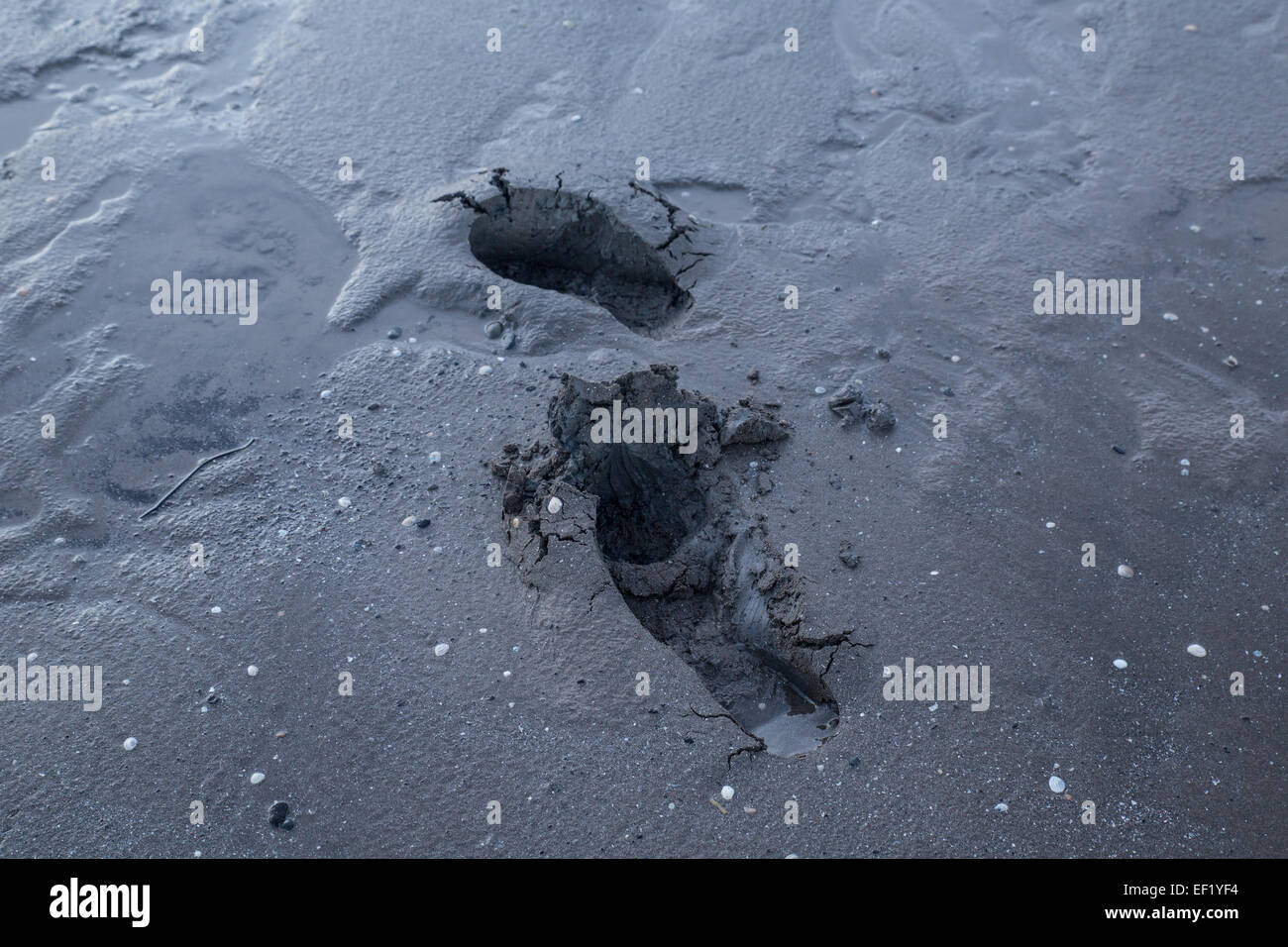 Muddy footprints in estuary mud Stock Photo - Alamy