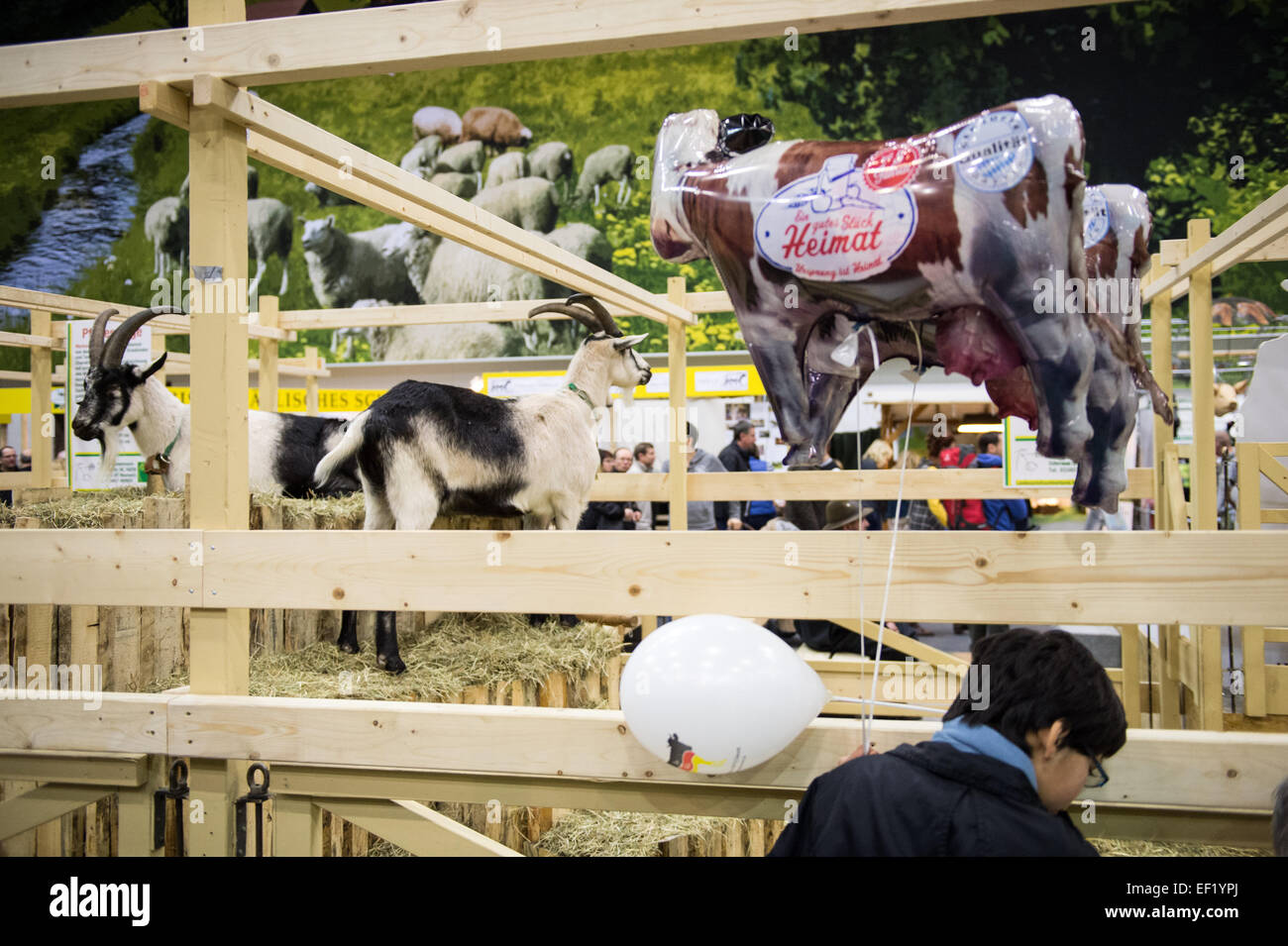 Stand two goats hi-res stock photography and images - Alamy