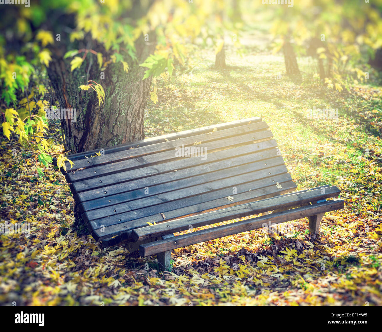 Old bench tree hi-res stock photography and images - Alamy