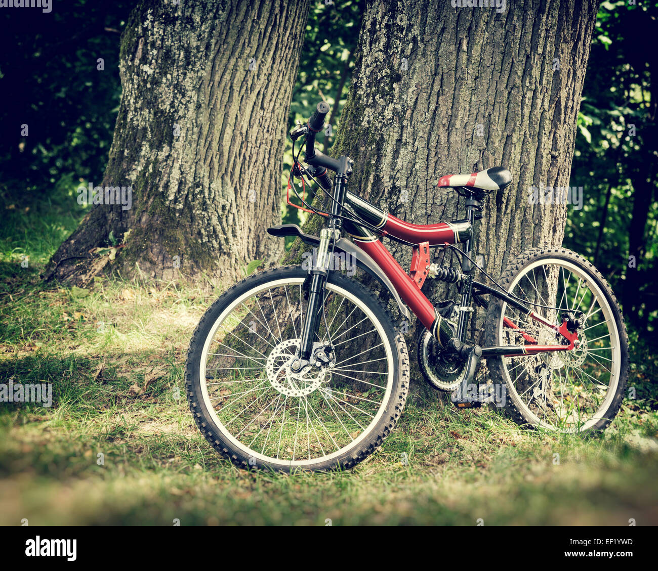 bicycle near a tree in summer forest Stock Photo - Alamy