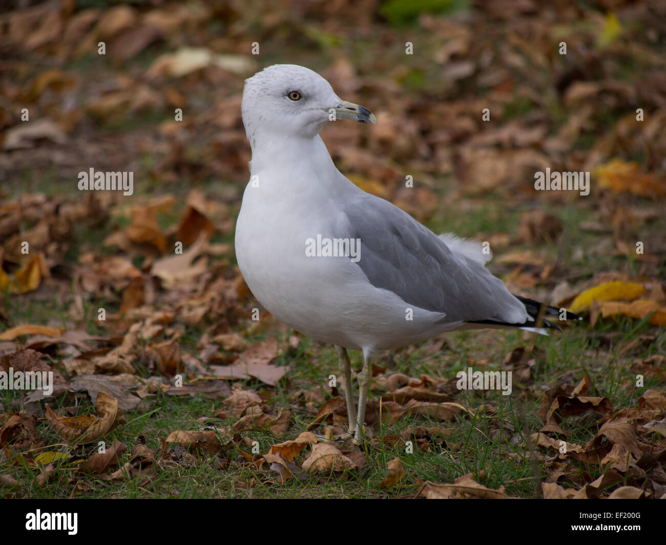 gull on ground Stock Photo - Alamy