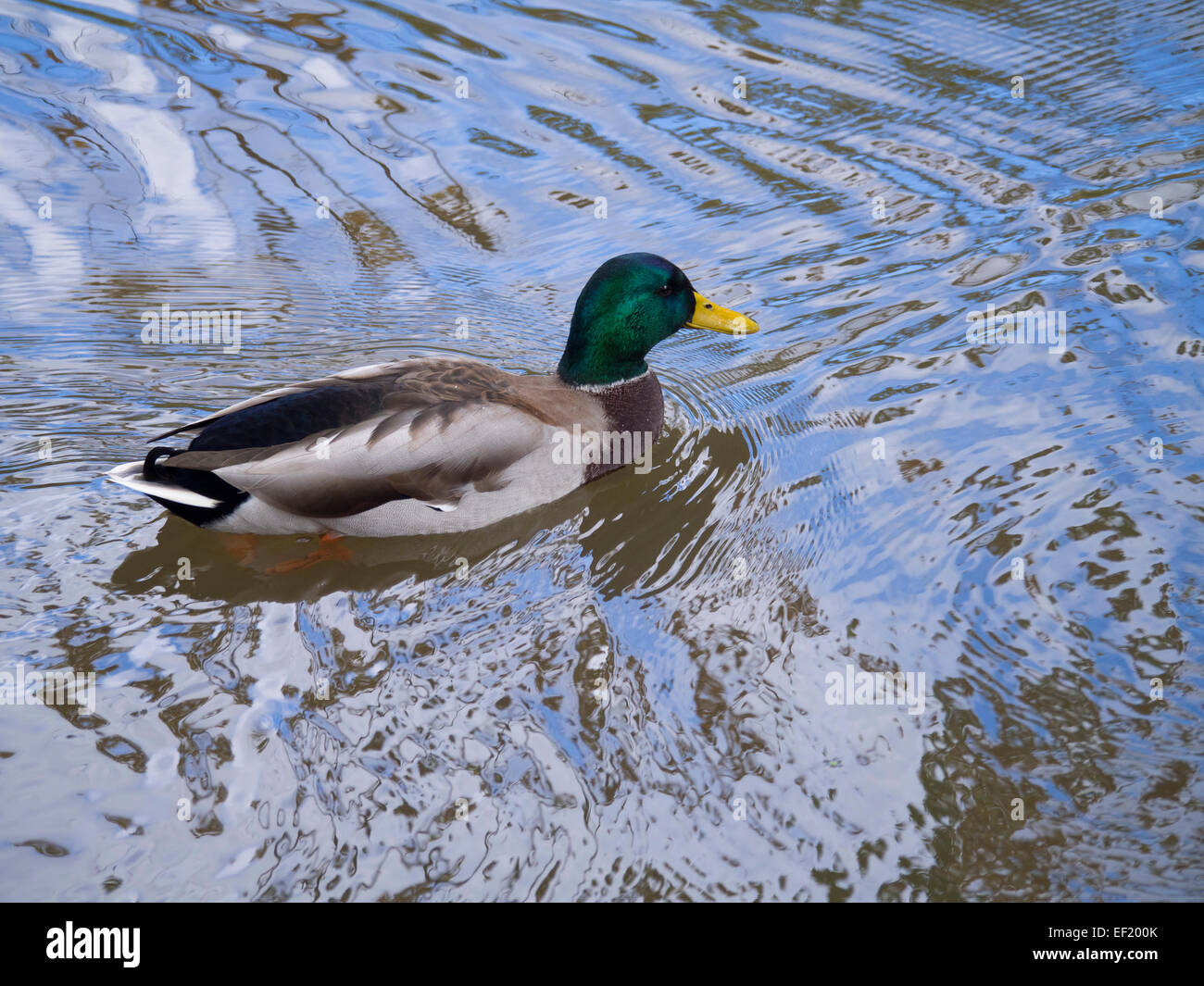Duck in water Stock Photo - Alamy