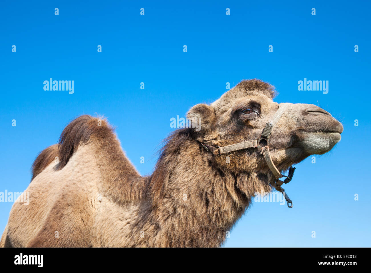Camel head on sky hi-res stock photography and images - Alamy