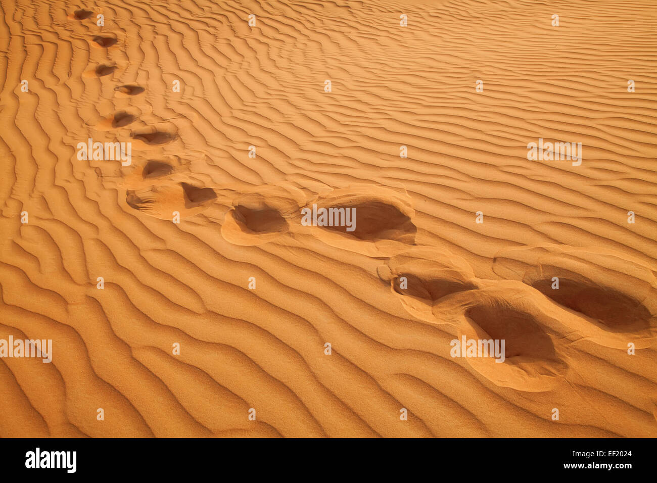 Red sand "Arabian desert" near Dubai, United Arab Emirates Stock Photo ...