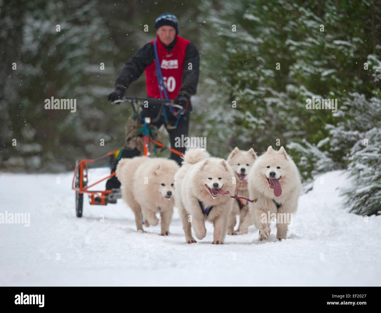 The Siberian Husky dog Sled Rally taking place each January in Glenmore ...