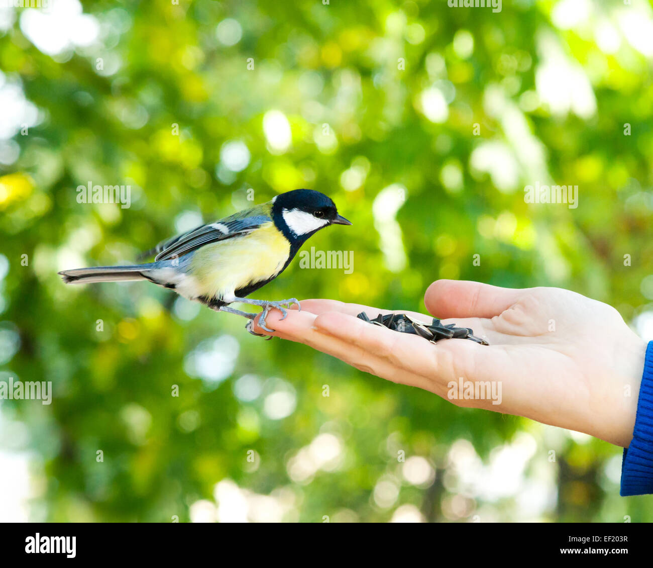 Bird sits on human hand. People feed the tit Stock Photo - Alamy