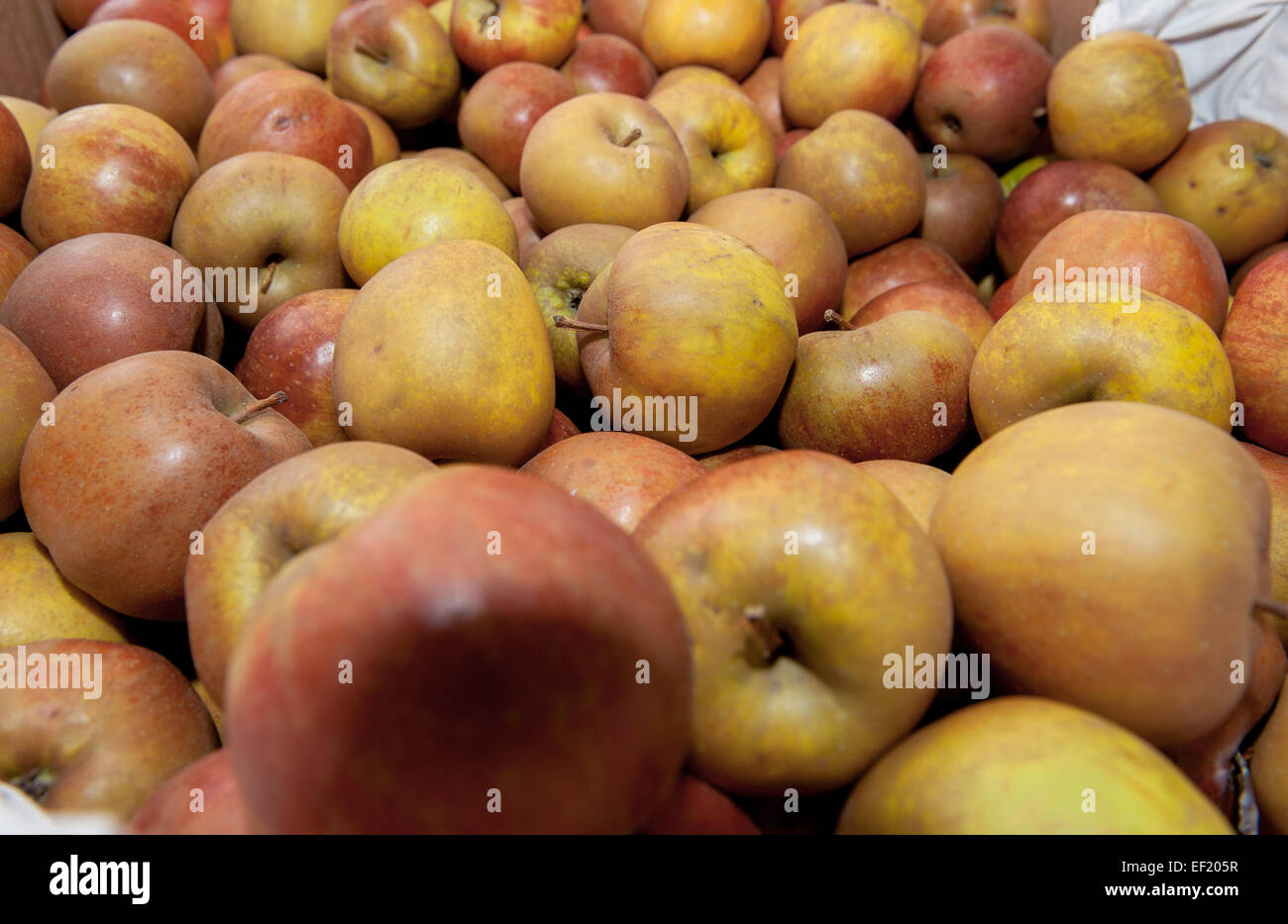 Boskoop apples hi-res stock photography and images - Alamy