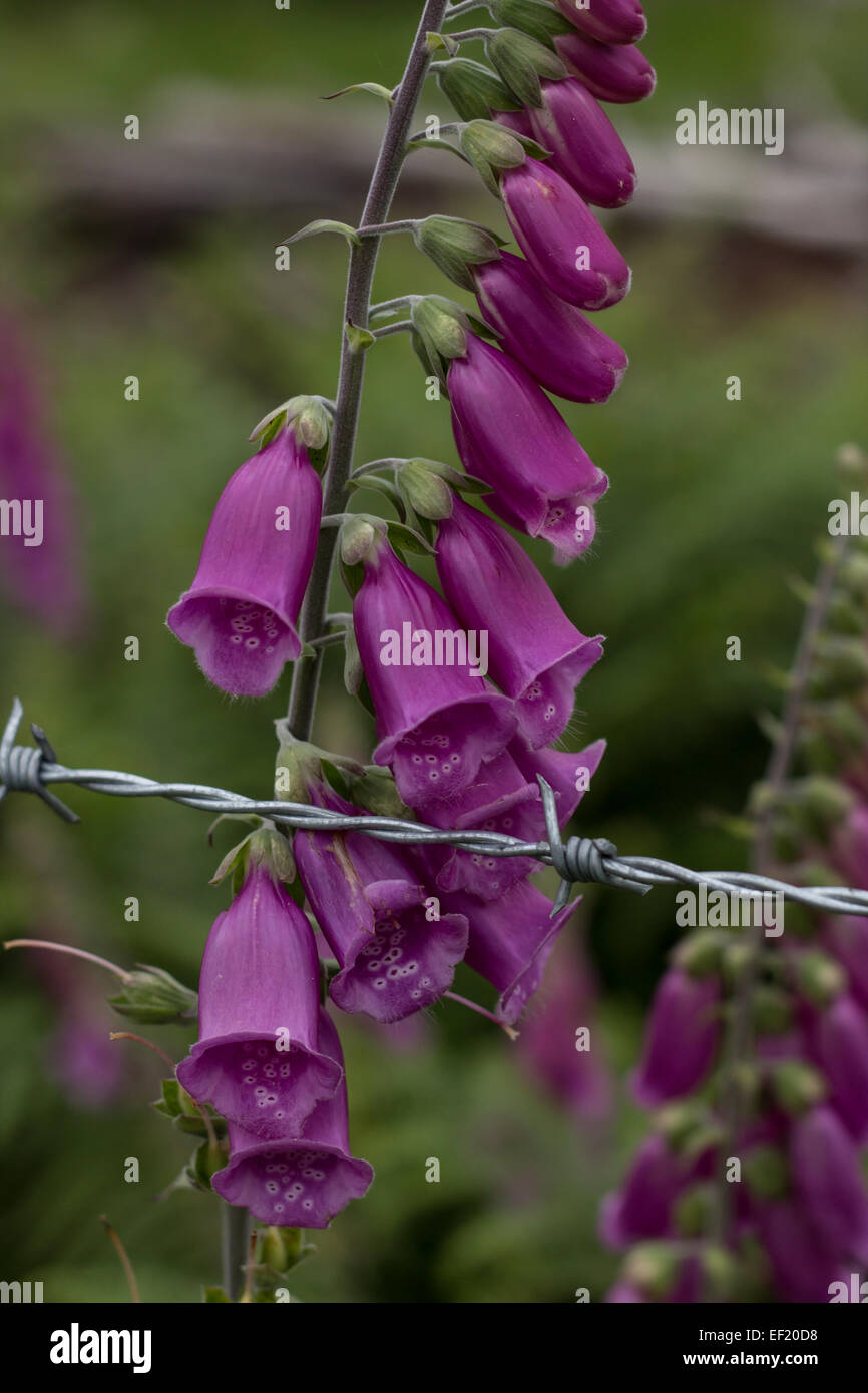 Pink bell flowers hi-res stock photography and images - Alamy