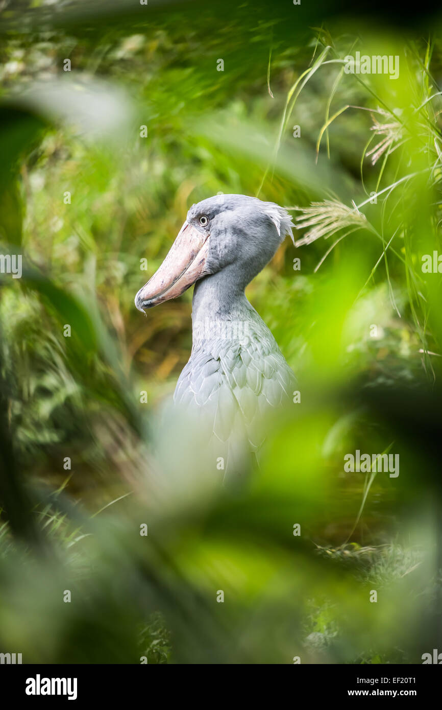 Shoebill (Balaeniceps rex) also known as whalehead or shoe-billed stork ...