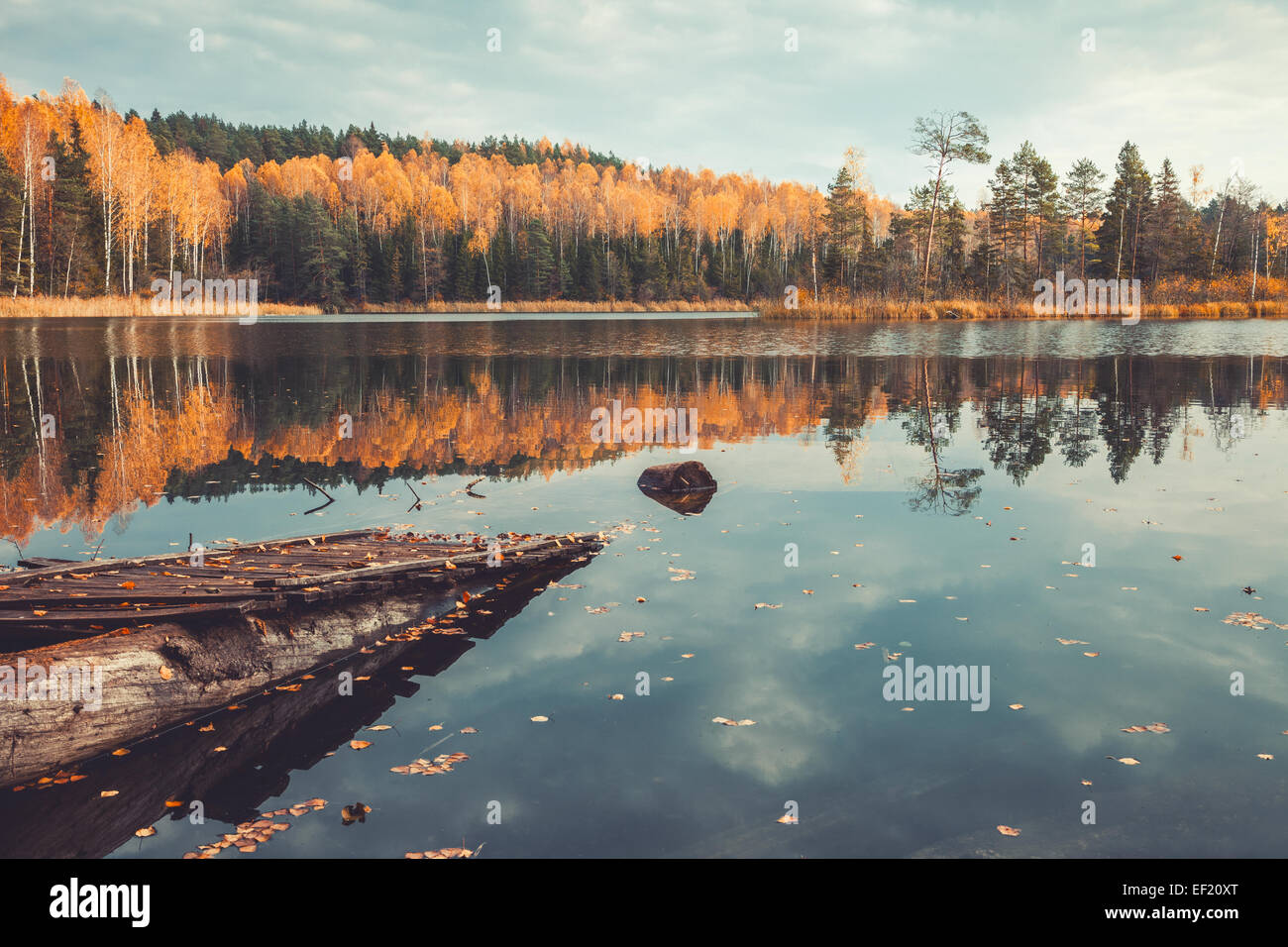 Old forest landscape hi-res stock photography and images - Alamy
