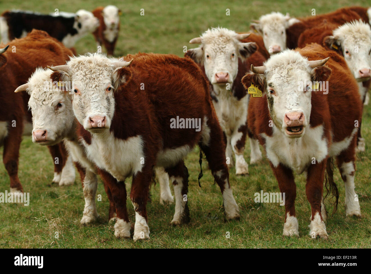 Hereford cattle herefordshire hi-res stock photography and images - Alamy
