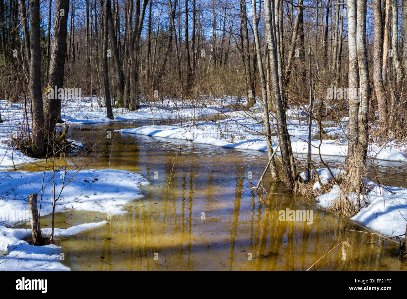 Early spring: river stream in forest. March landscape Stock Photo - Alamy