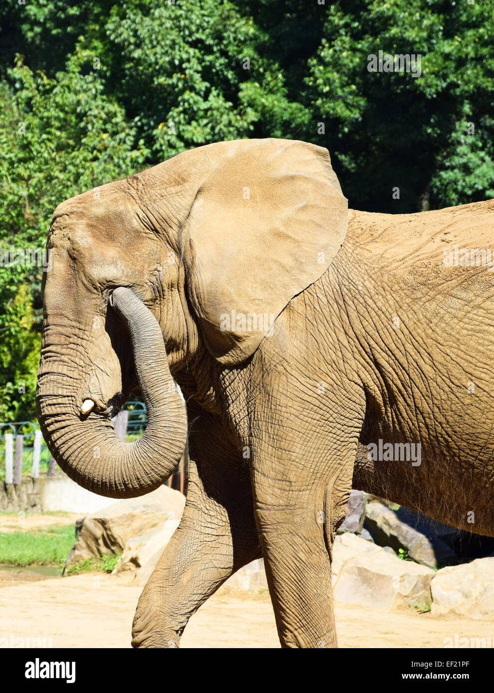 An African elephant is scratching the eye with his snout Stock Photo ...
