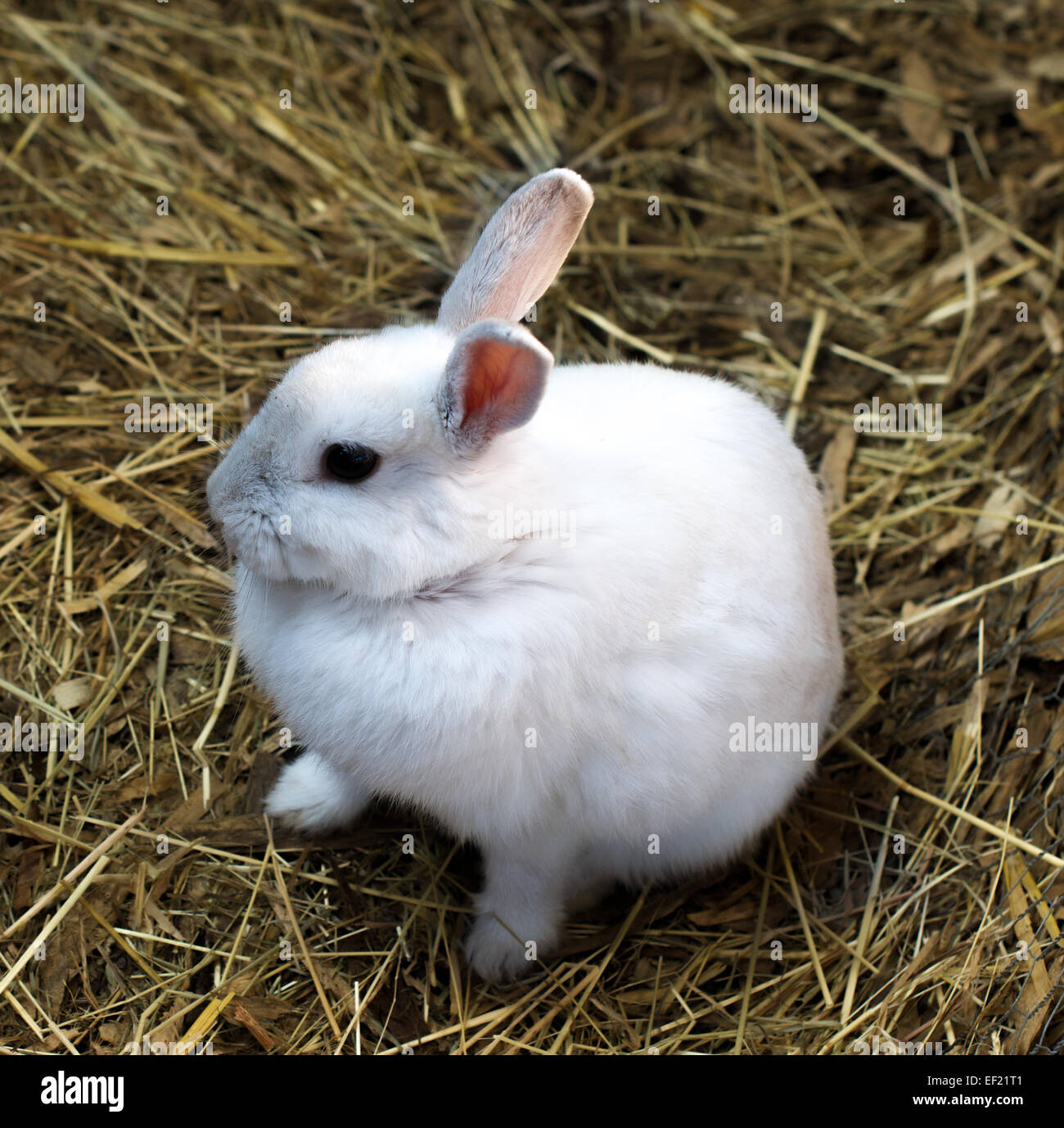 easter bunny wildlife rabbits Stock Photo - Alamy