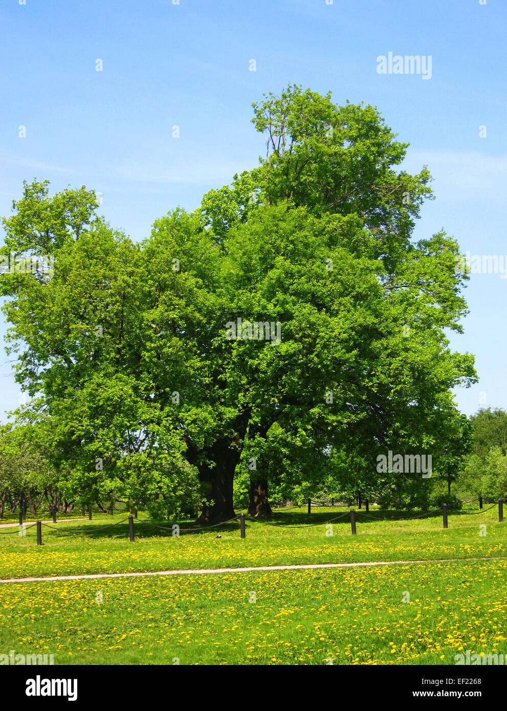 Historical oak tree of 400 years, national park Kolomenskoye in Moscow ...