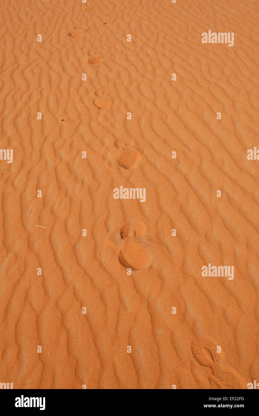 Red sand "Arabian desert" near Riyadh, Saudi Arabia Stock Photo - Alamy