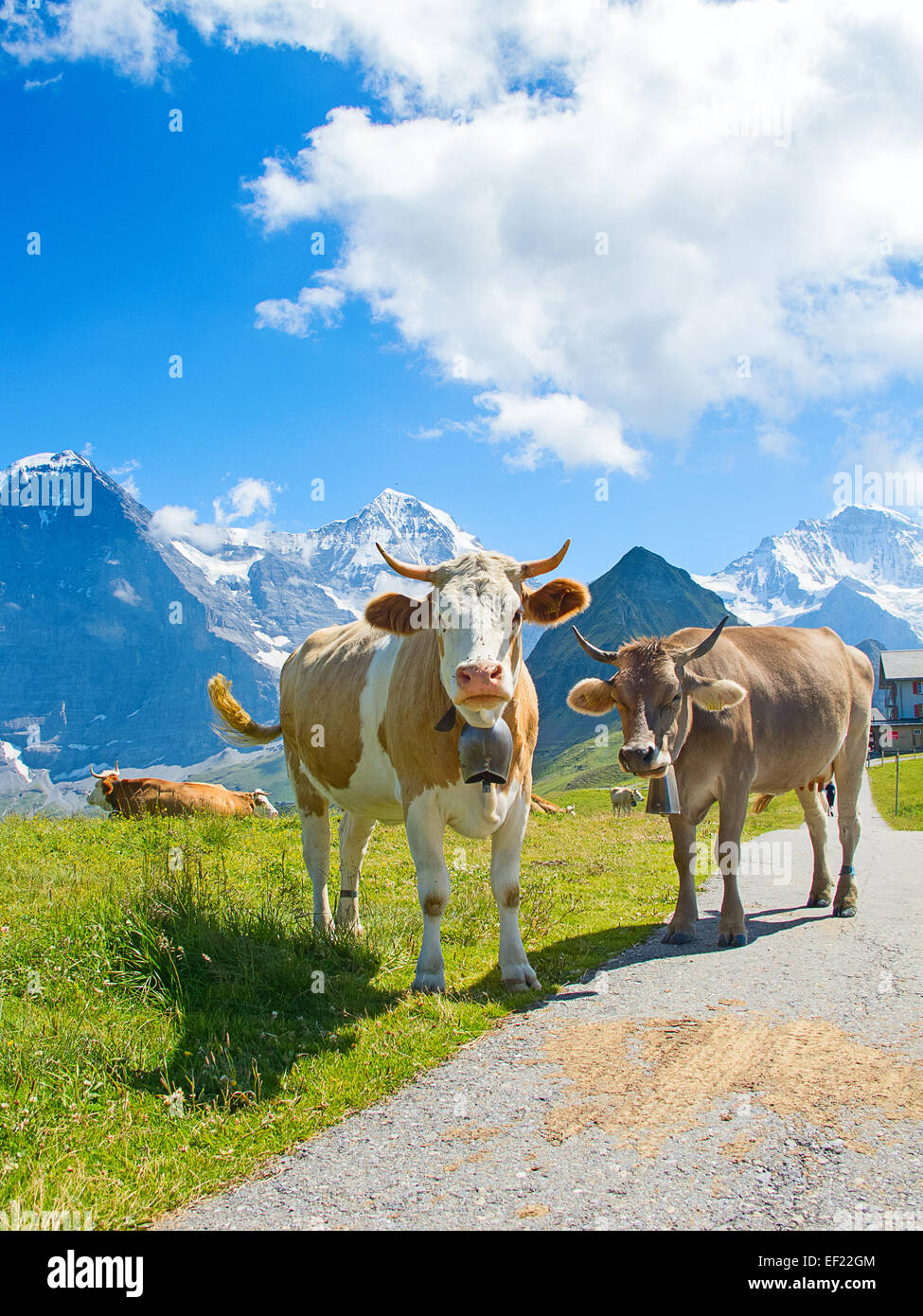Swiss cow in the alps Stock Photo - Alamy