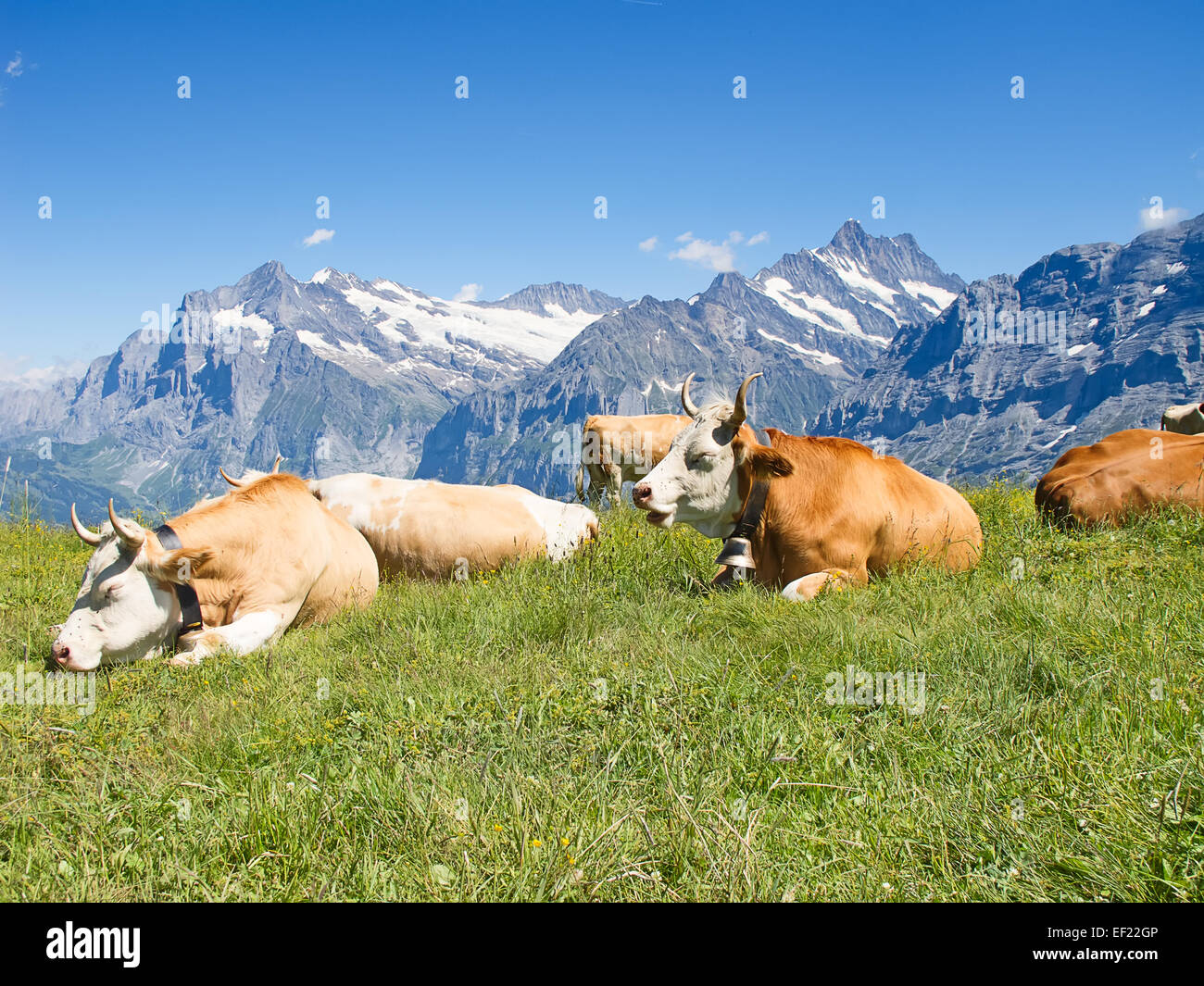 Swiss cow in the alps Stock Photo - Alamy