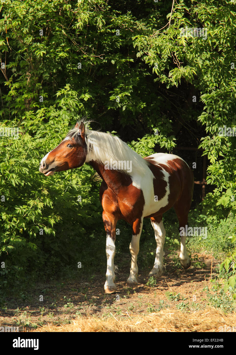 Beautiful paint draft horse in summer evening Stock Photo - Alamy
