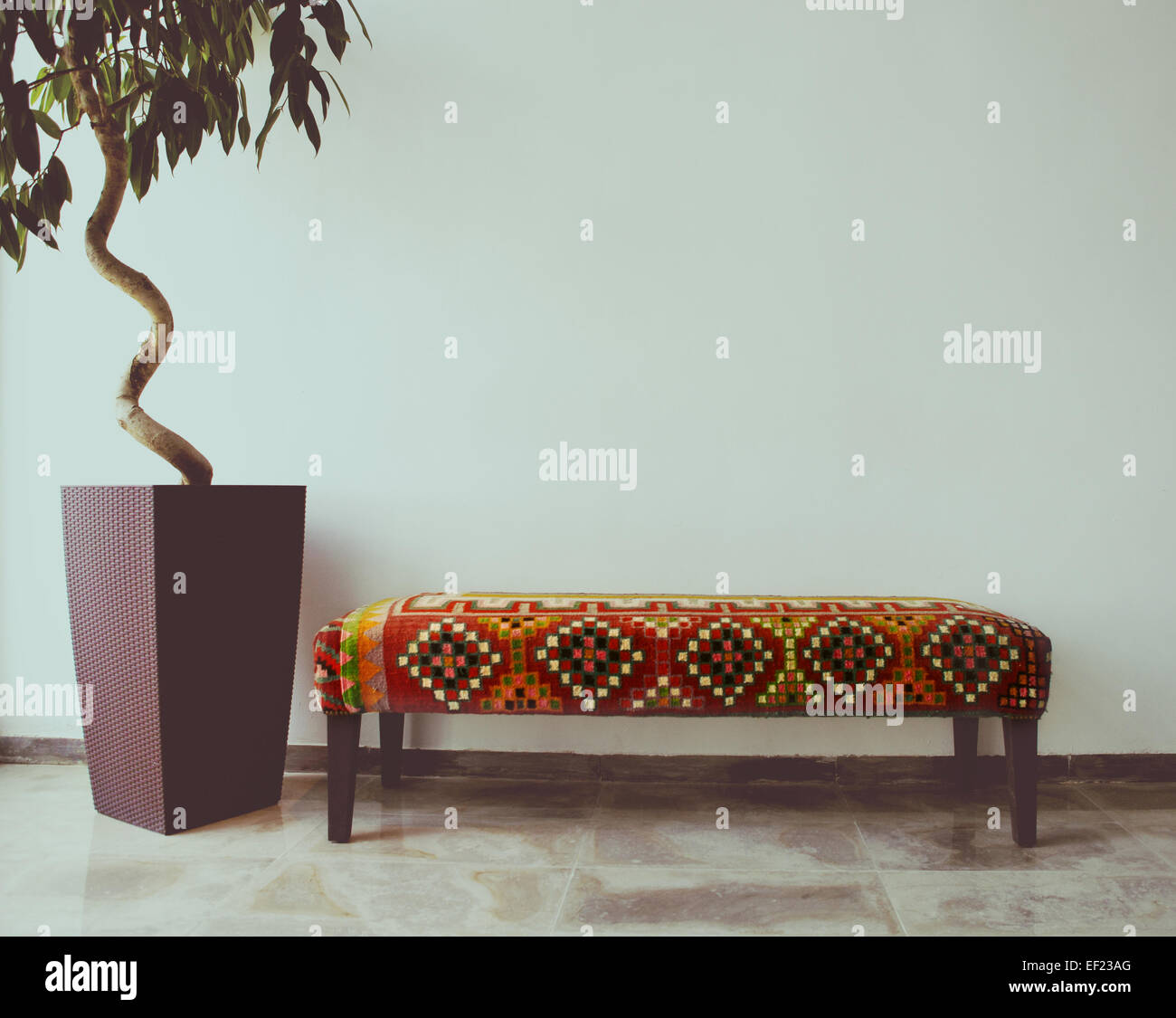 Ficus tree in living room next to a sofa. Toned photo Stock Photo - Alamy