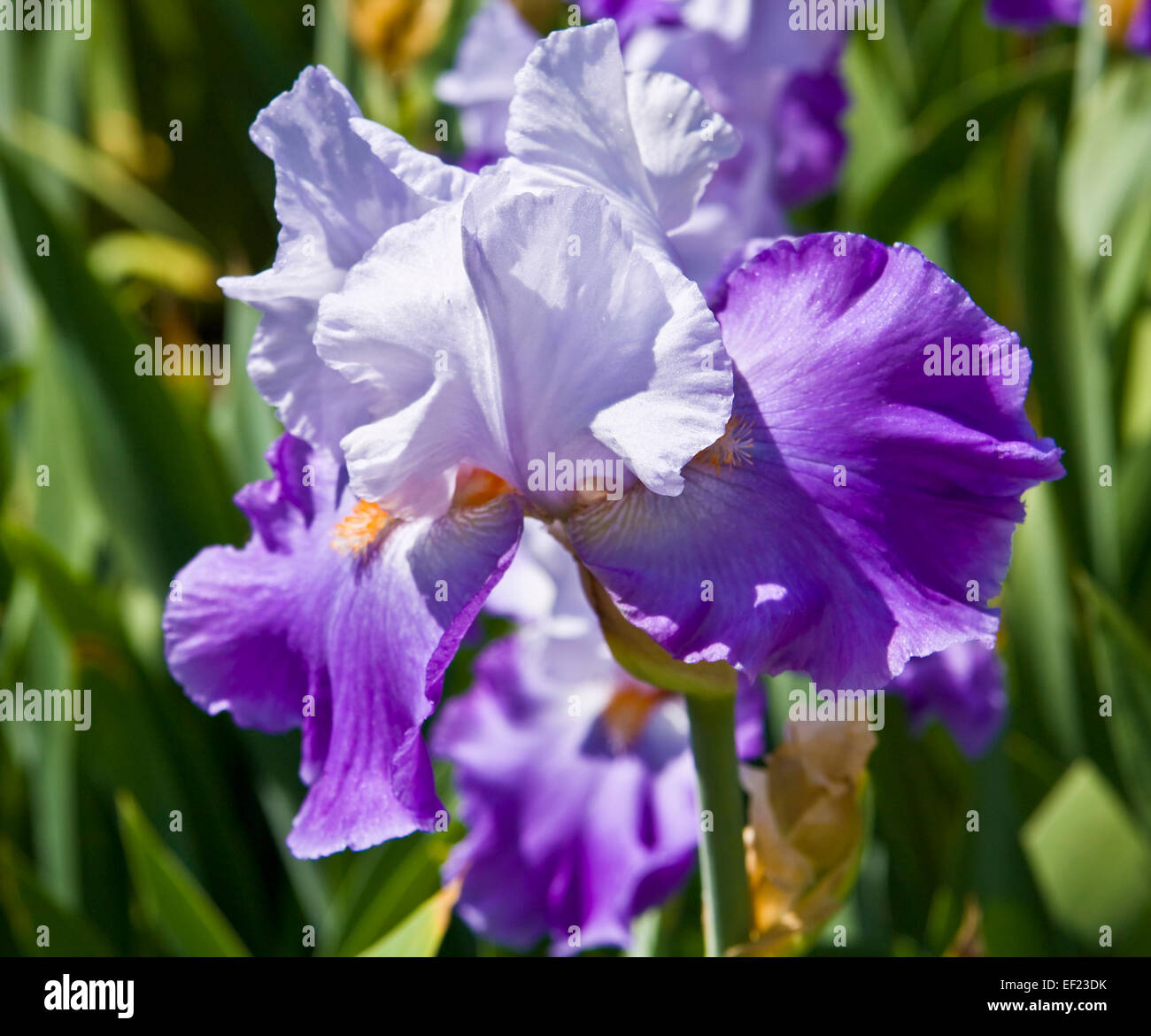 One flower iris blue colour, sort "Revolution", collection of Nikitskiy ...
